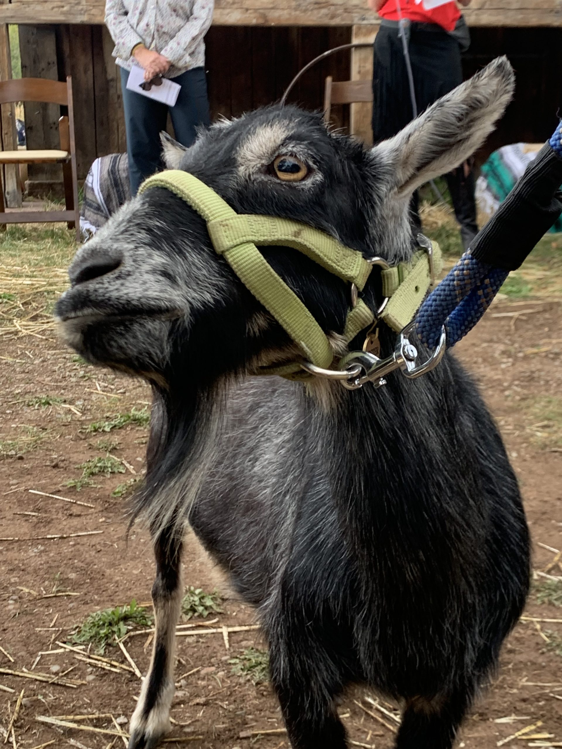 Aspen Misc.: Spectacular sunsets and smiling goats | AspenTimes.com
