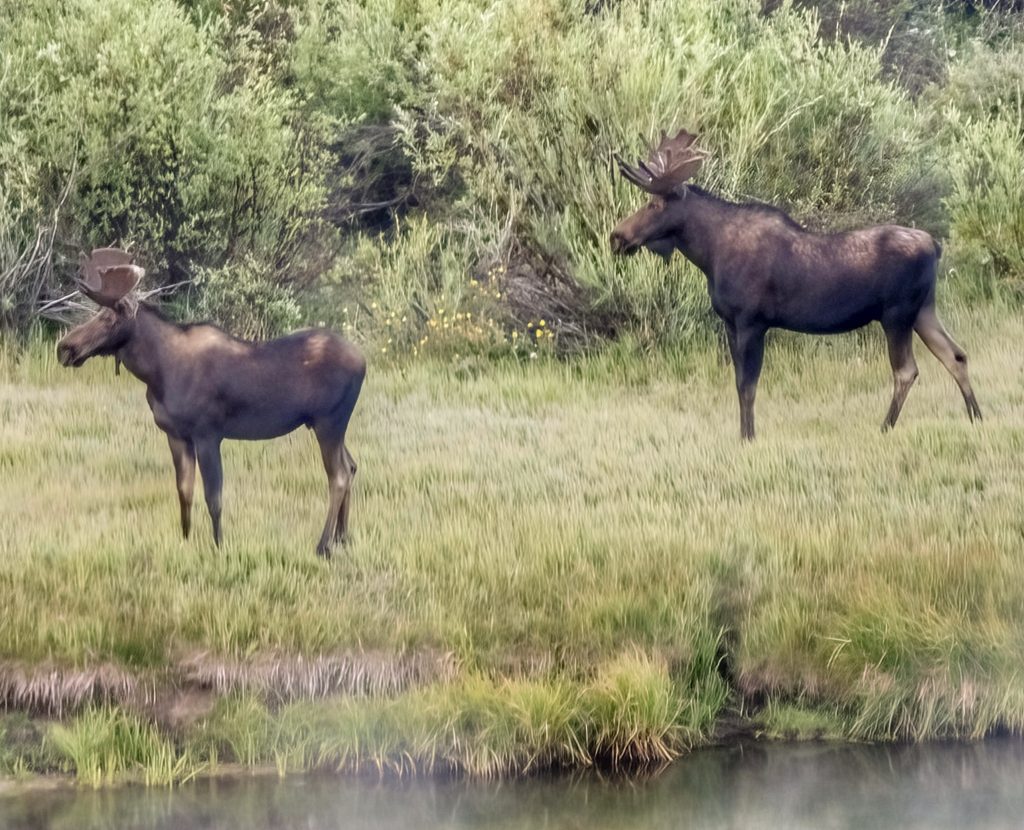 Aspen Misc.: 5th annual Goerne Cup | AspenTimes.com