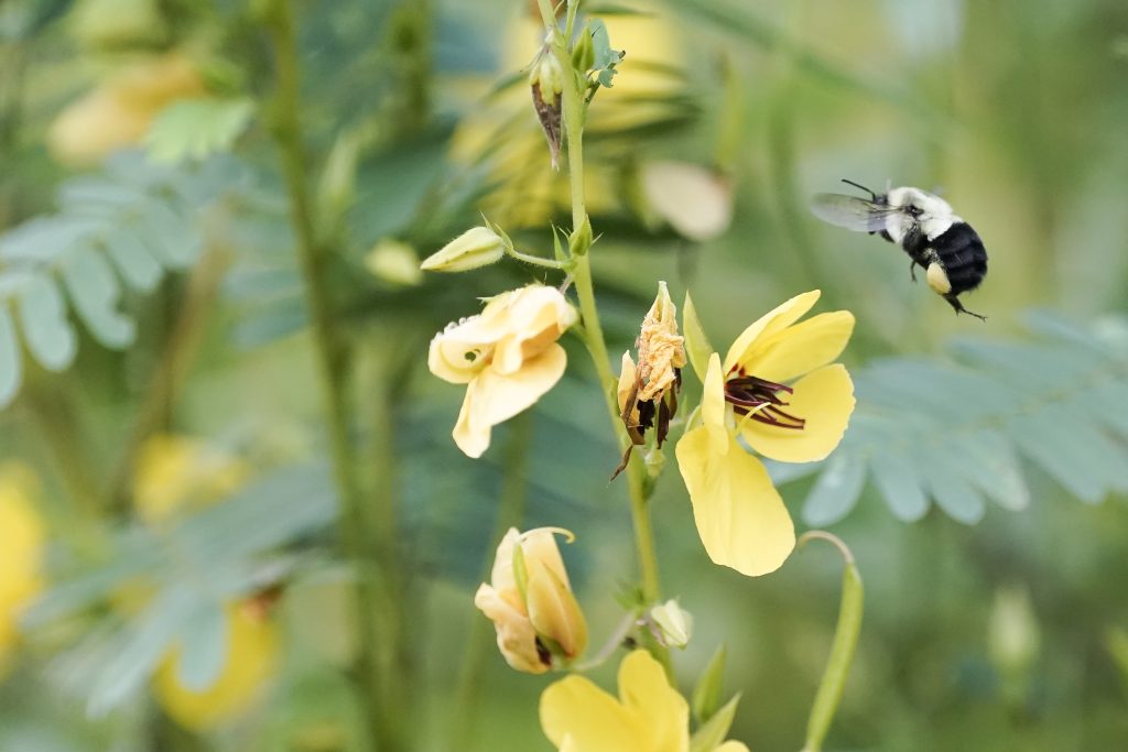 High Points: Bees in the breeze | AspenTimes.com