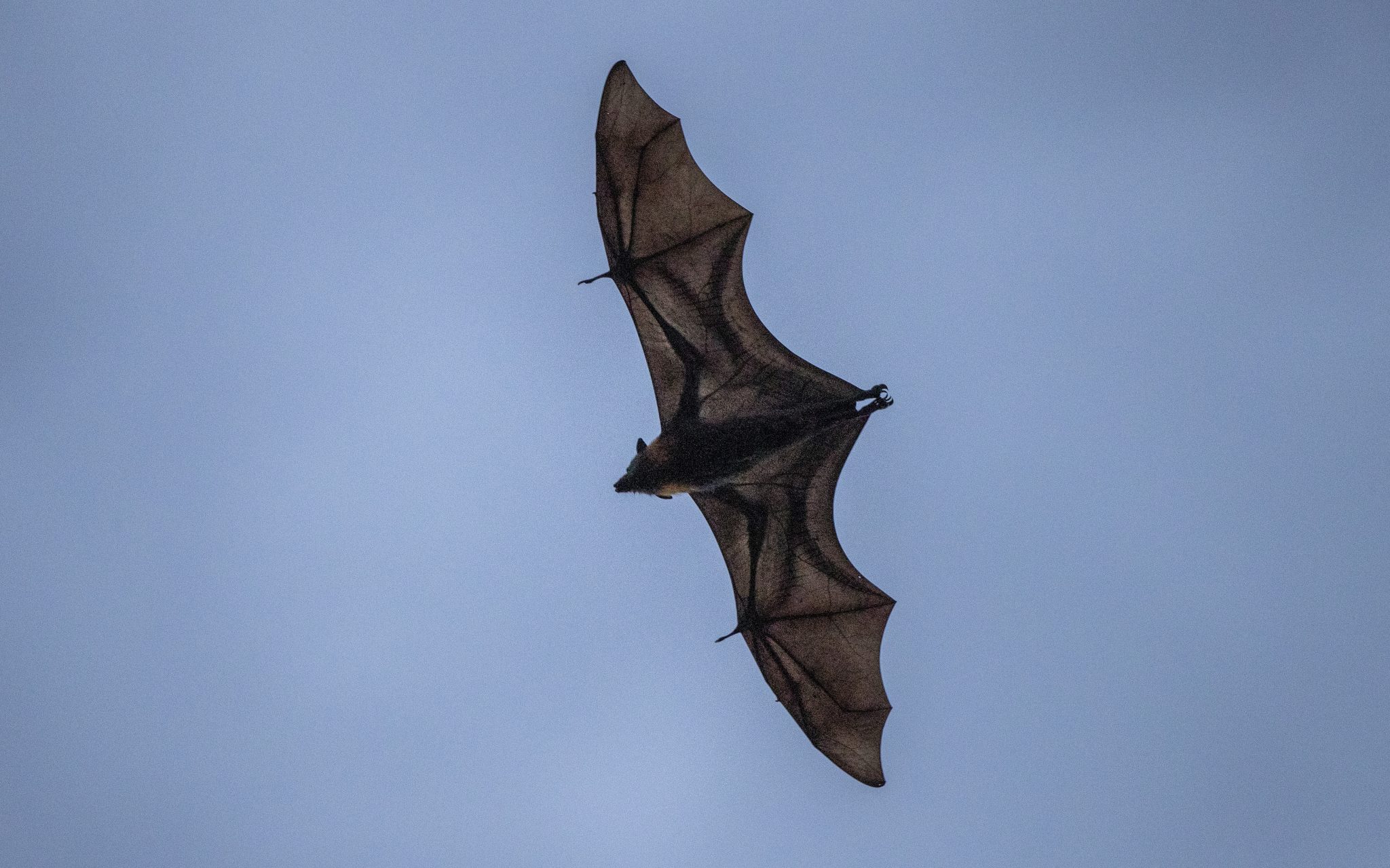 Two rabid bats in one year prompts Pitkin public health to remind ...