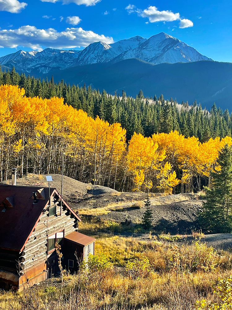 Mayhem State Farm Tree