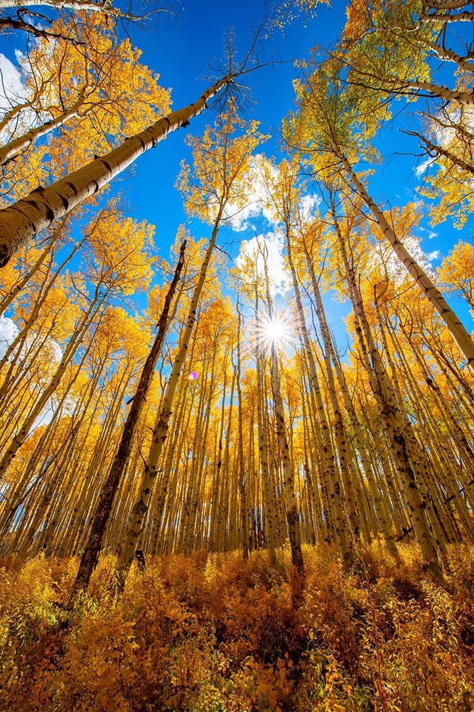 Mayhem State Farm Tree