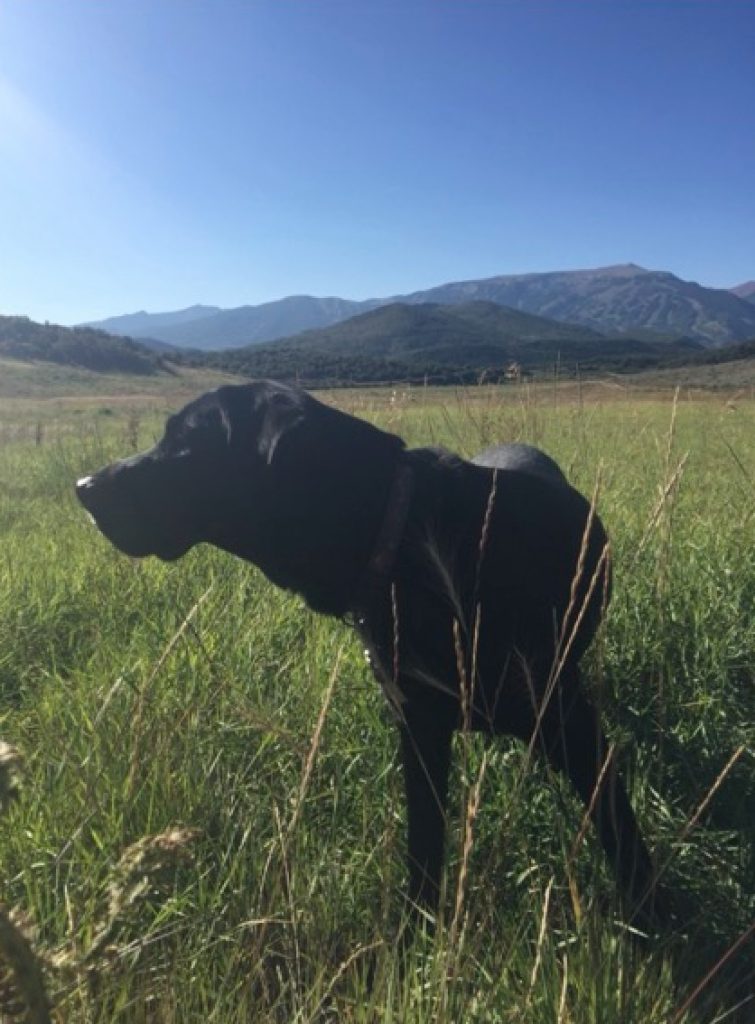 WineInk: Wine dogs | AspenTimes.com