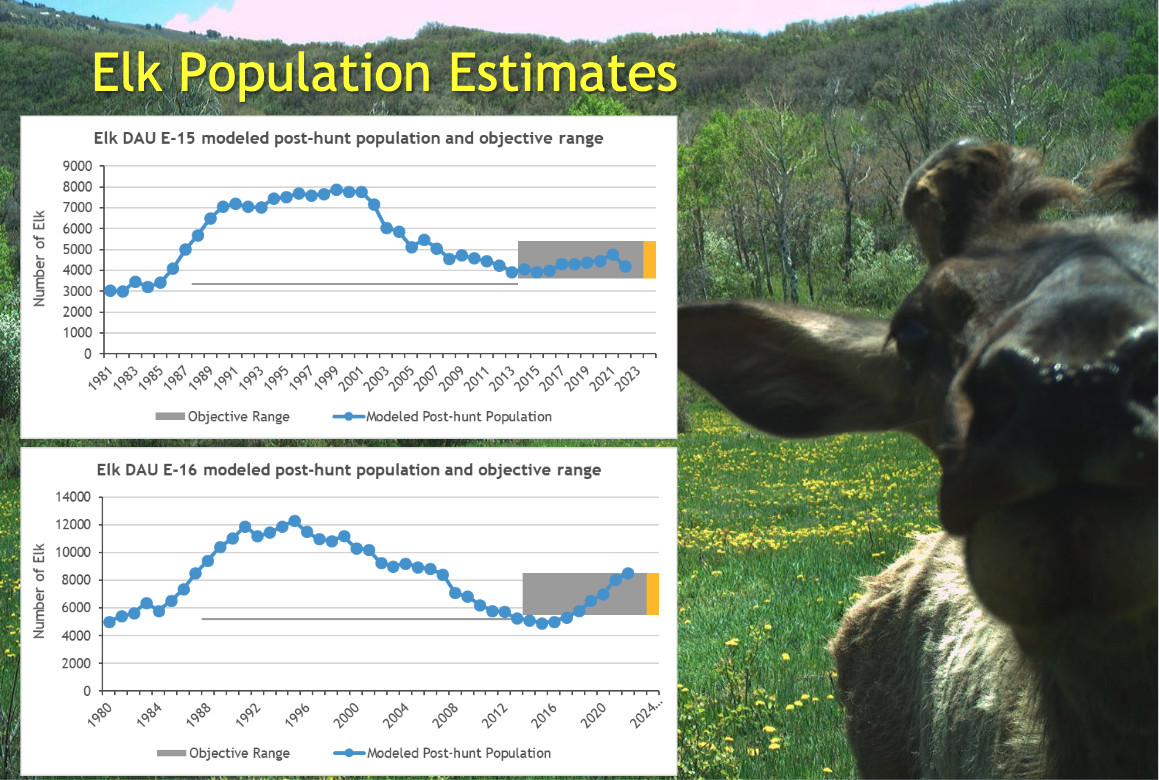 Low calf populations threaten Pitkin-area elk herds, says CPW ...