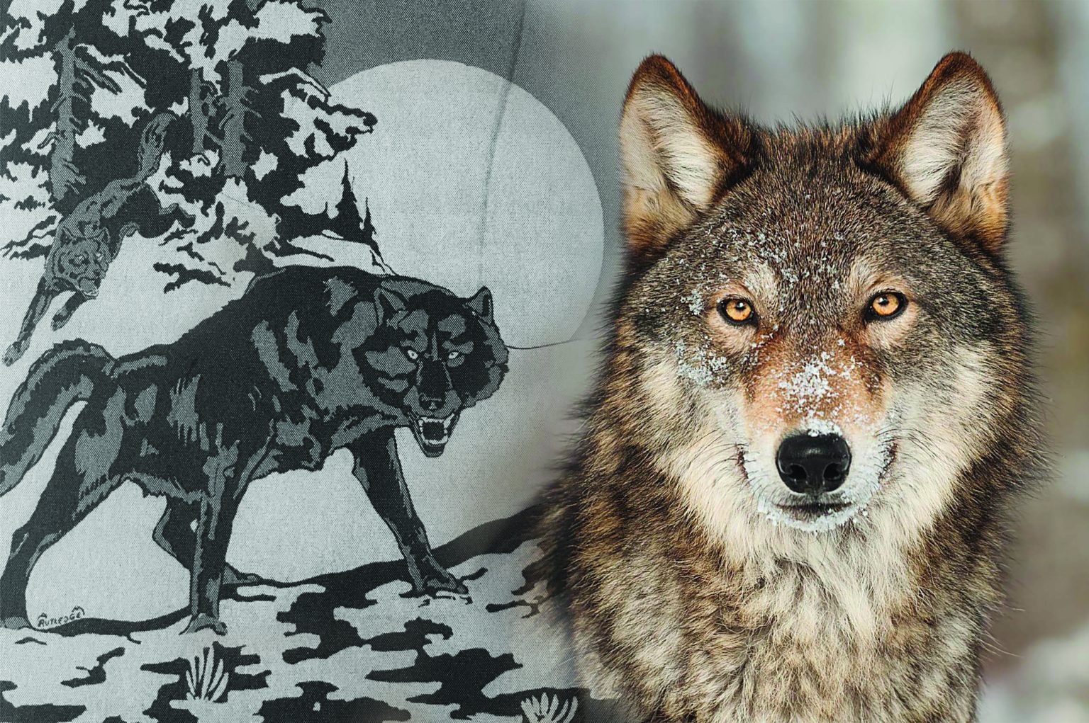 What’s behind the resistance to wolves in Colorado? | AspenTimes.com