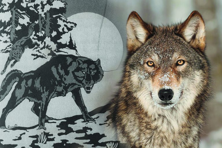 What’s behind the resistance to wolves in Colorado? | AspenTimes.com