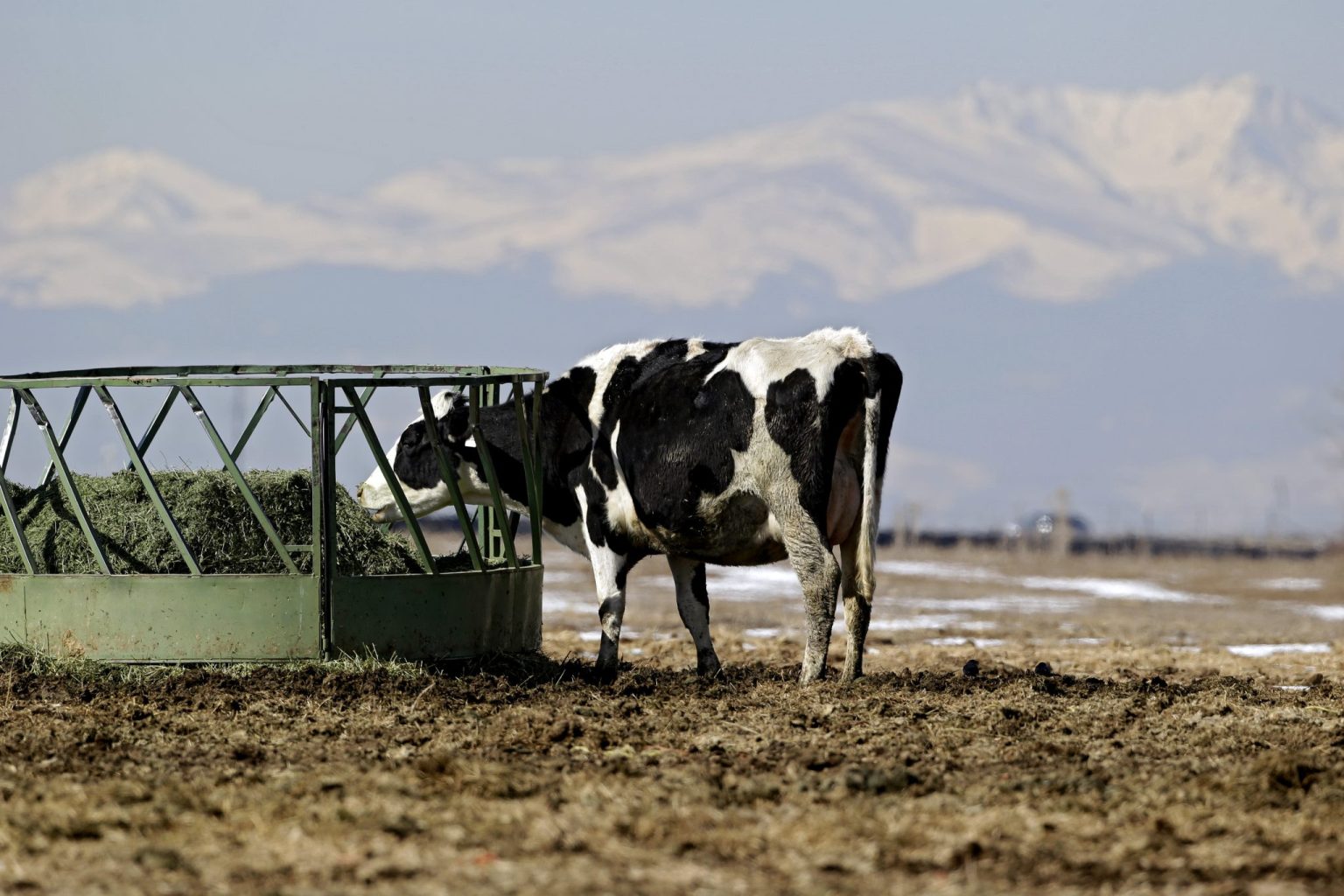 Got raw milk? Bill to allow raw milk sales in Colorado passes committee ...
