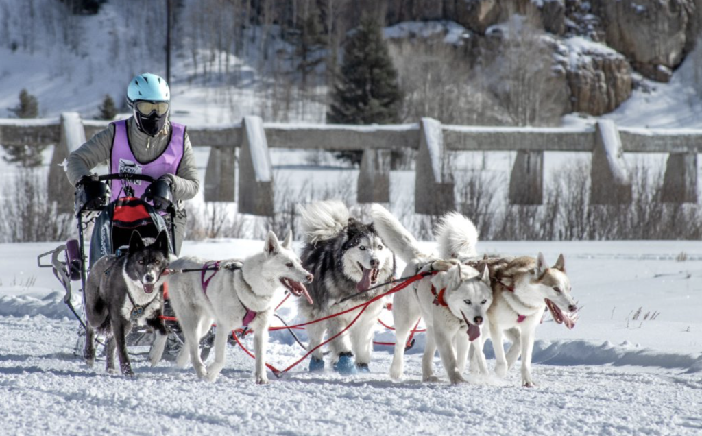 After 23 years, dog sled race returns to Camp Hale | AspenTimes.com