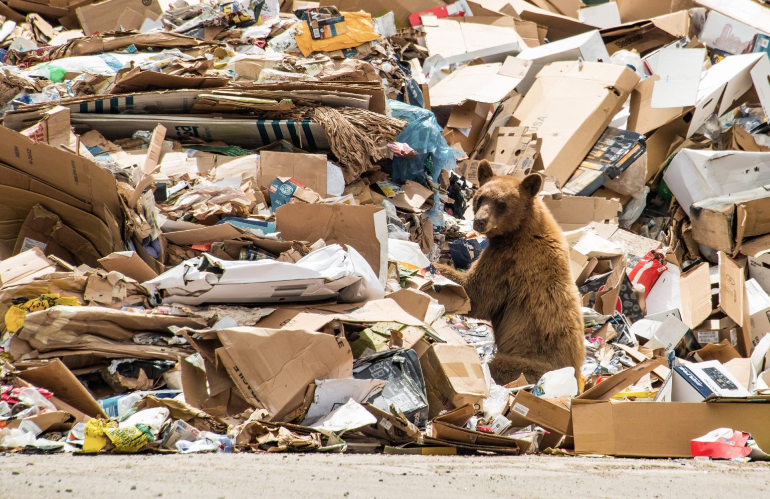 Can anything be done about the b-b-big b-b-bear problem at the landfill ...