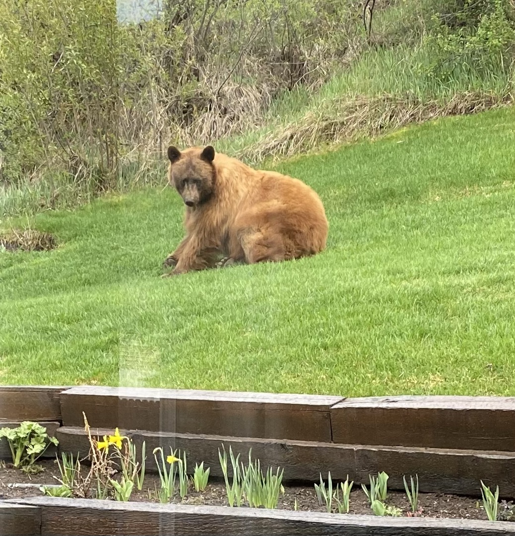 Can anything be done about the b-b-big b-b-bear problem at the landfill ...