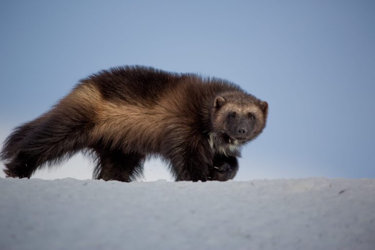 Wolverines move a step toward state re-introduction | AspenTimes.com