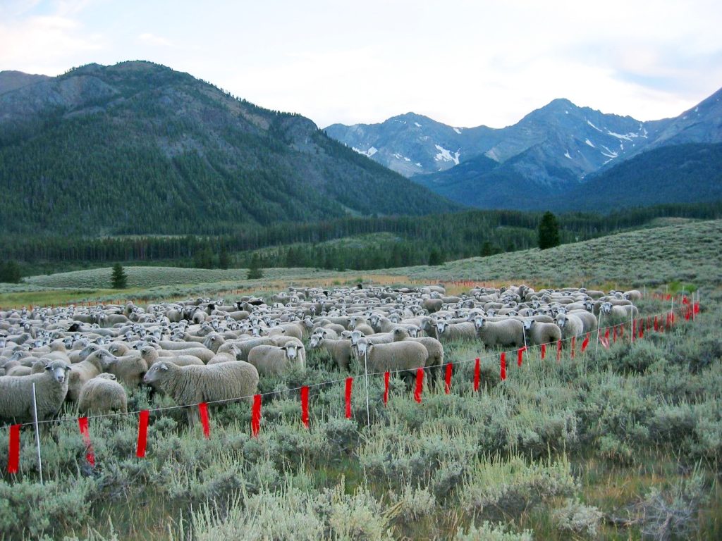 Native-carnivore bill would tie depredation compensation to coexistence ...