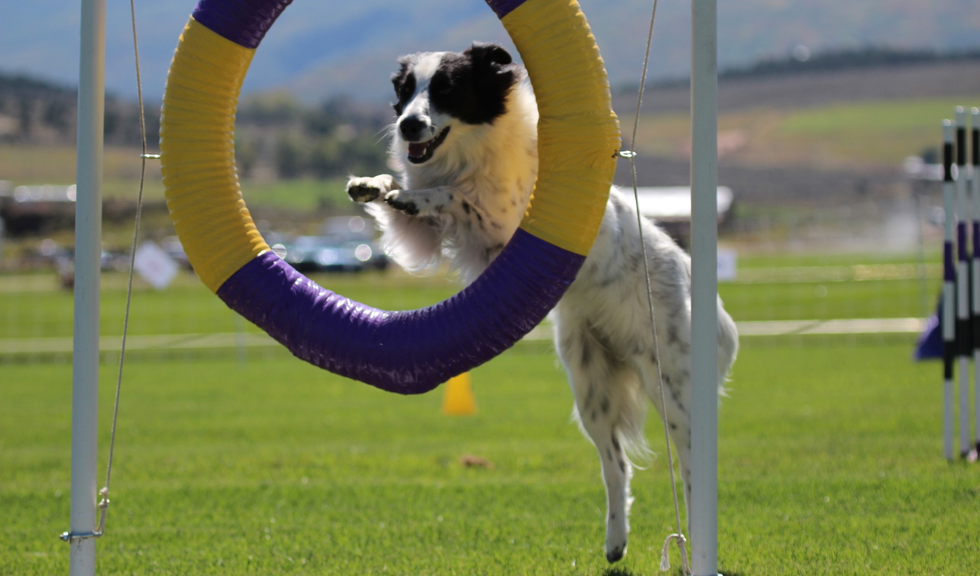 AVLT Springfest to return at Strang Ranch | AspenTimes.com