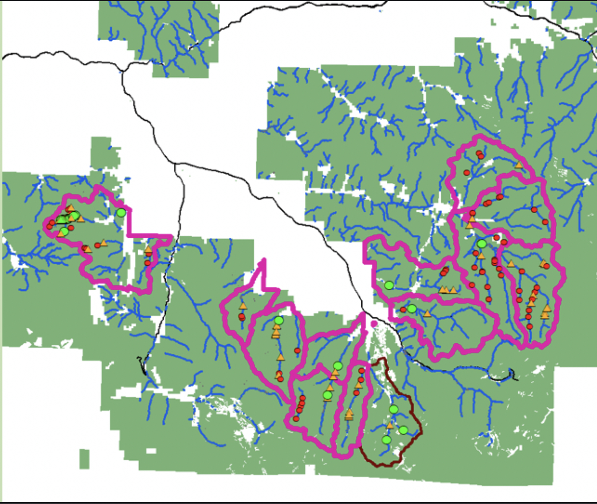 Roaring Fork beavers underutilizing landscape, says U.S. Forest Service ...