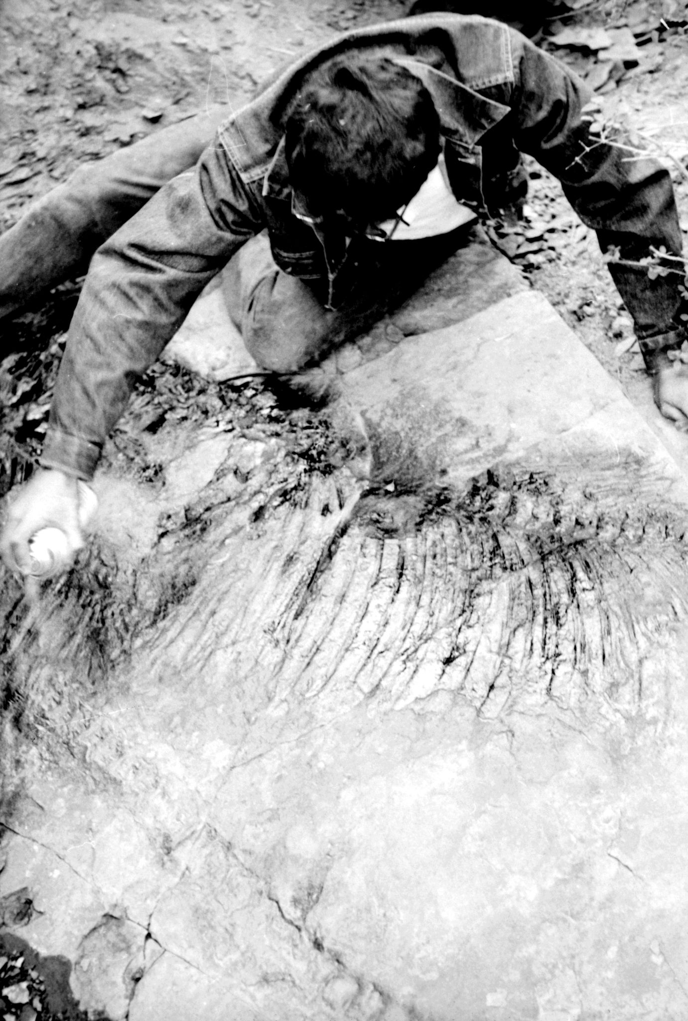 Snowmass history: Finding fossils at Cozy Point | AspenTimes.com