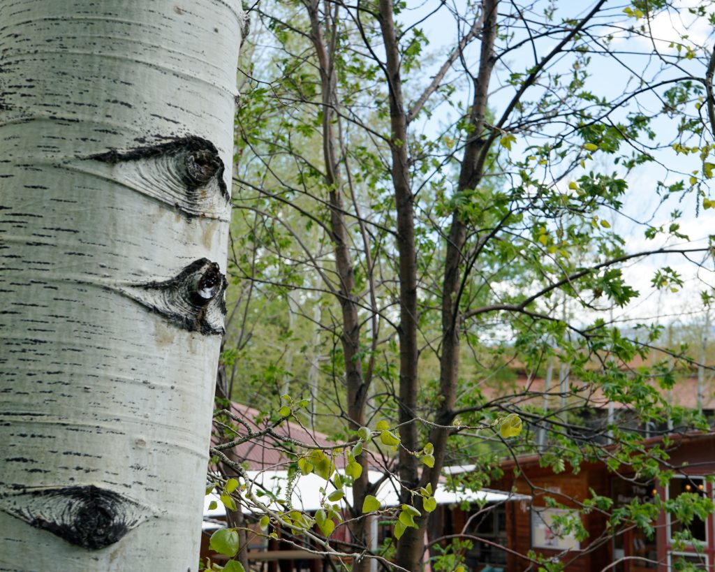 Aspen’s connection to aspens, other trees to culminate on June 8 ...