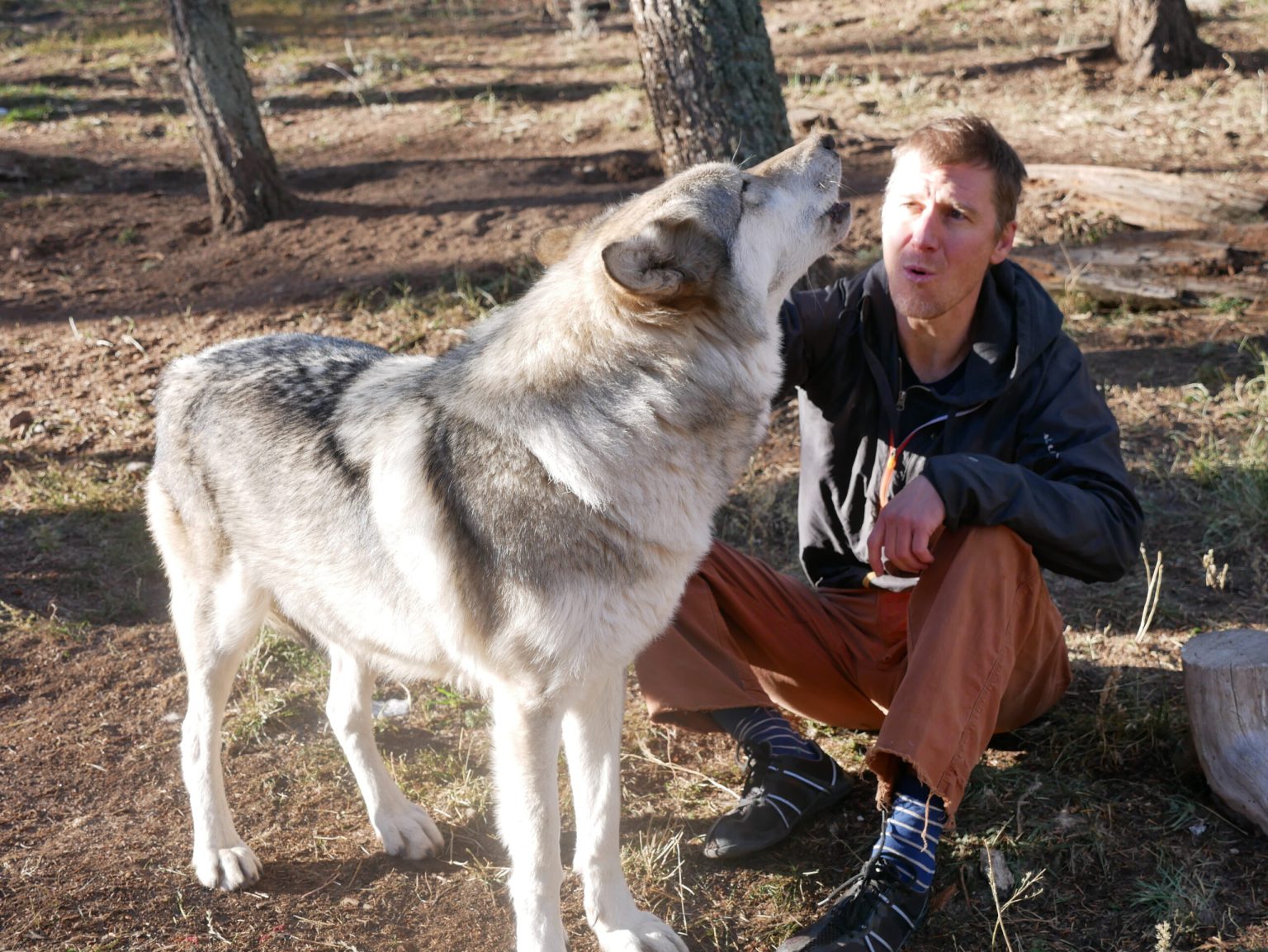 Embracing wolves: Dr. John Hughes and the Sacred Wolf Foundation’s ...