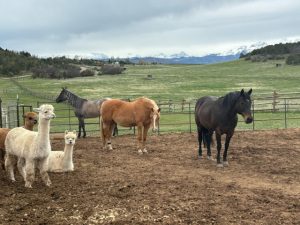 Discover Cedar Ridge Ranch: An agritourism hub with horses, glamping ...