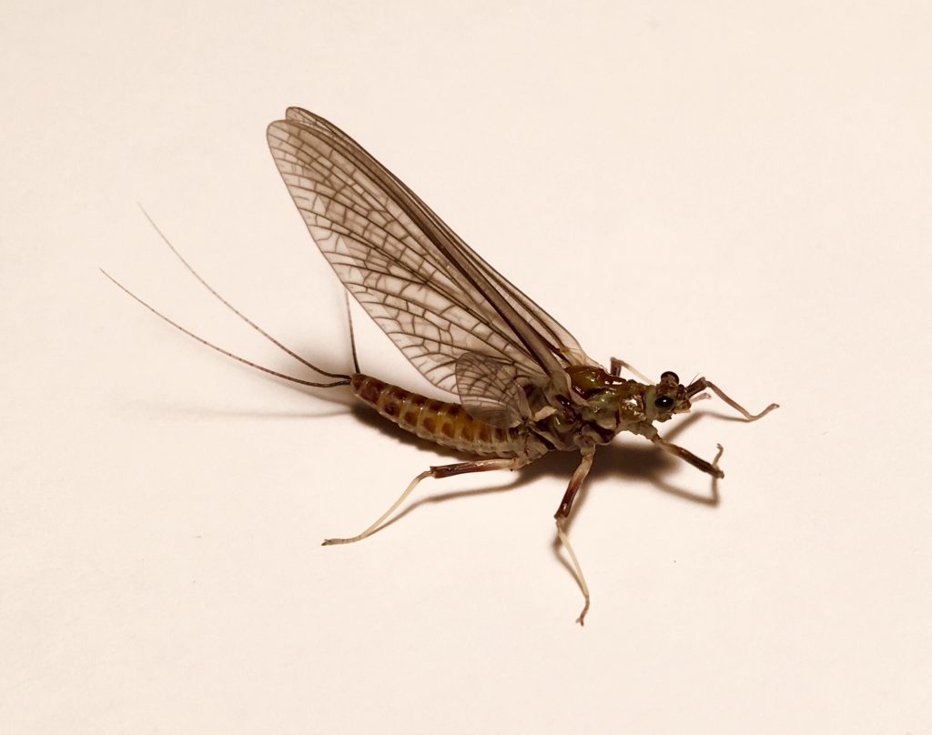 On the Fly: Get prepared for the mother of all hatches | AspenTimes.com