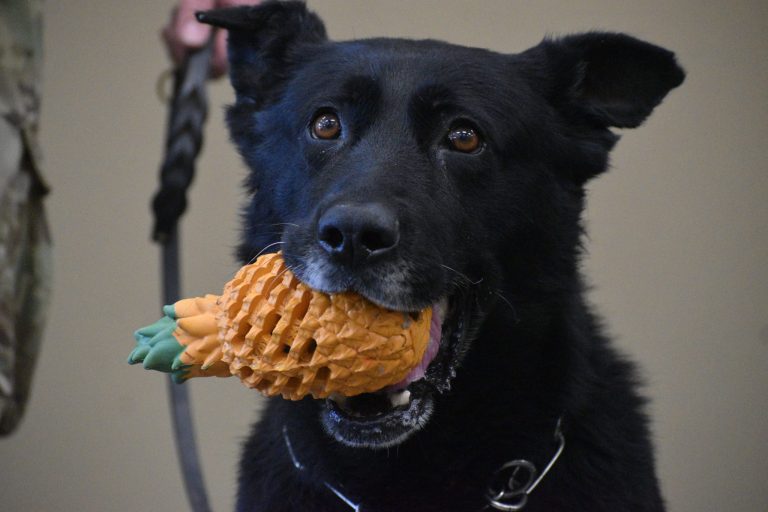 Garfield County Sheriff’s Department mourns beloved K9 Officer Rex ...