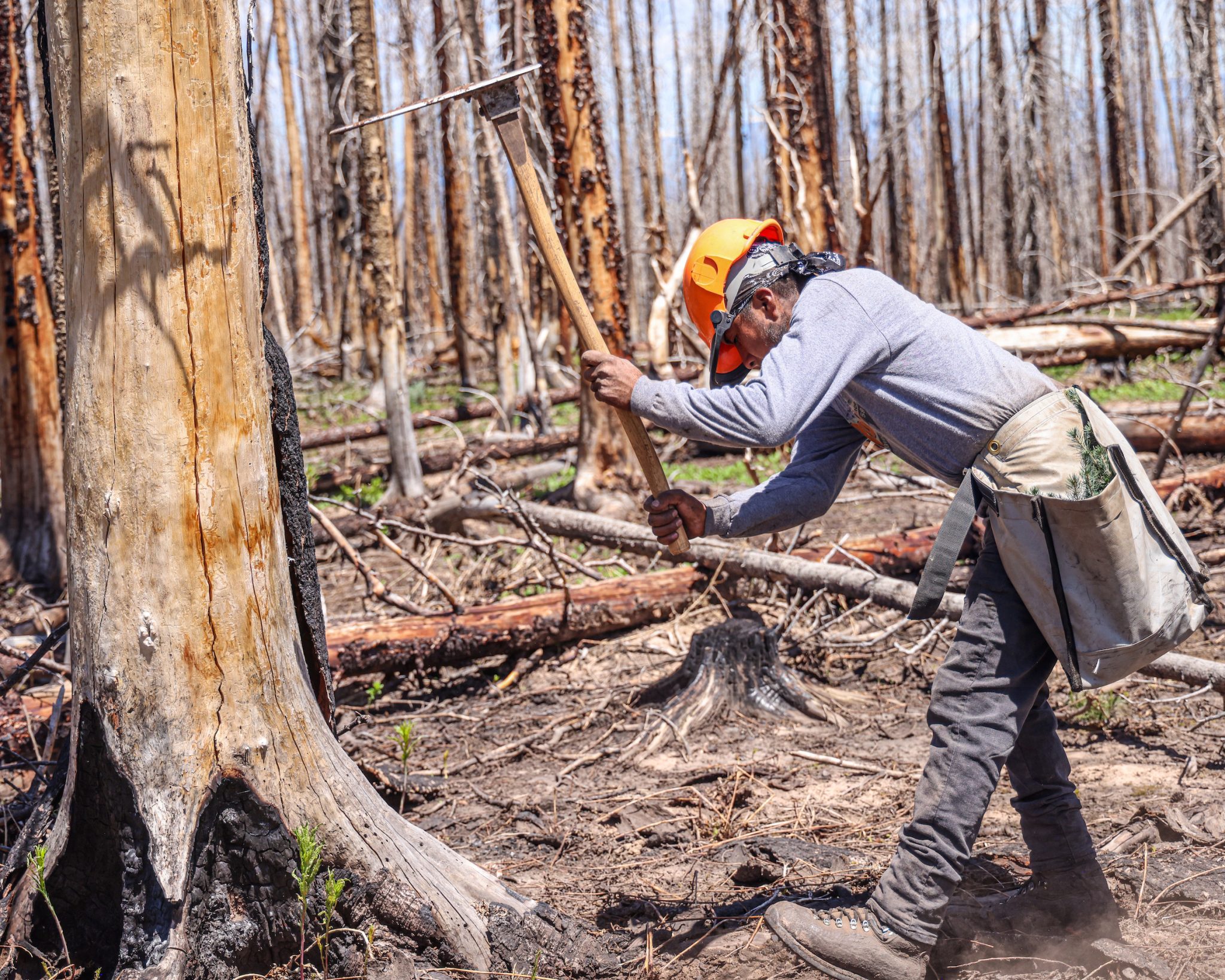 PHOTOS: Reforestation project adds thousands of seedlings to Lake ...