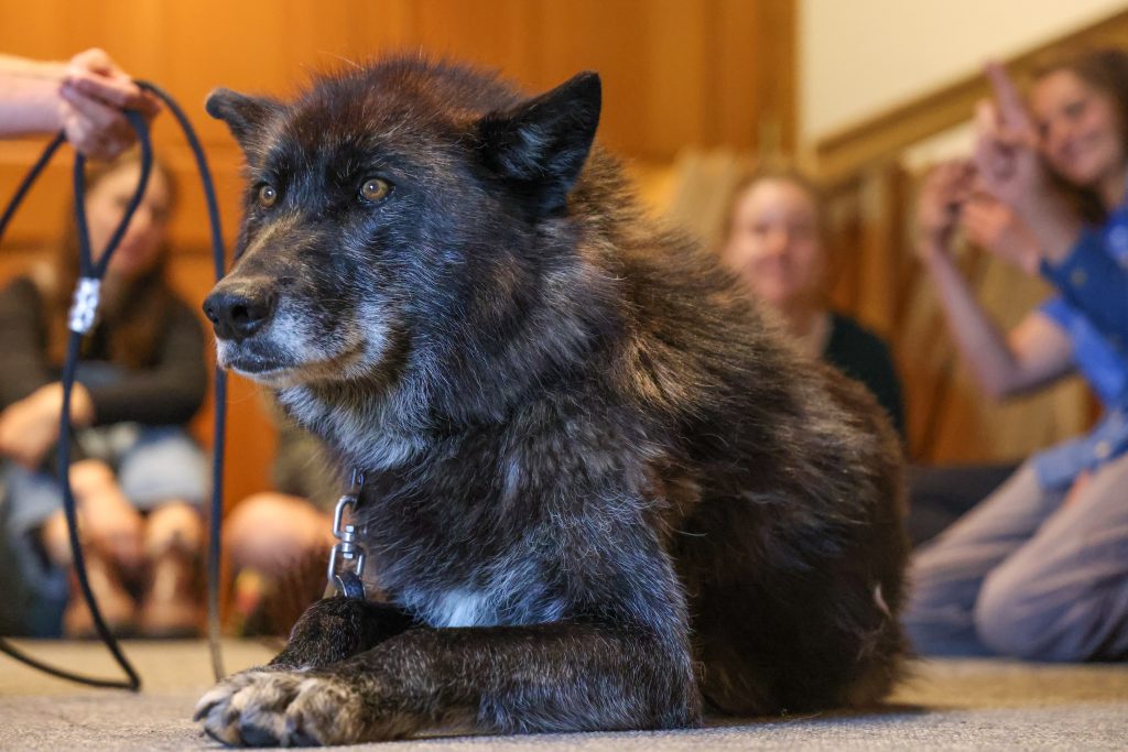 Nashira the gray-wolf mix, Mission: Wolf offers kids a learning ...