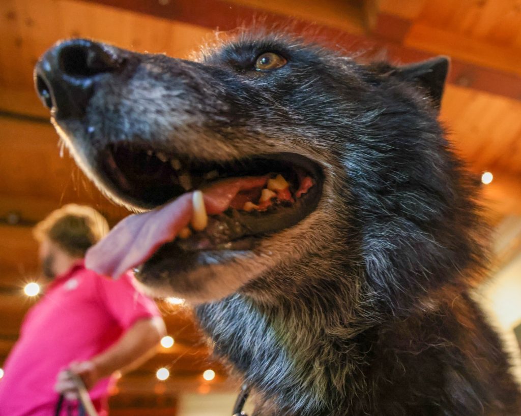 Nashira the gray-wolf mix, Mission: Wolf offers kids a learning ...