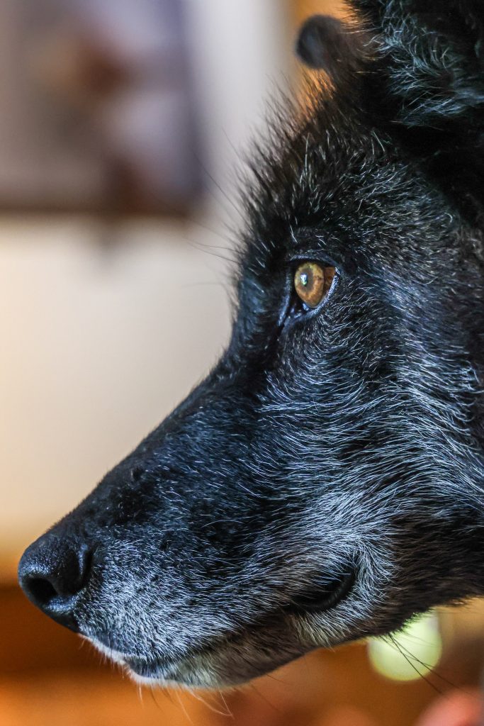 Nashira the gray-wolf mix, Mission: Wolf offers kids a learning ...