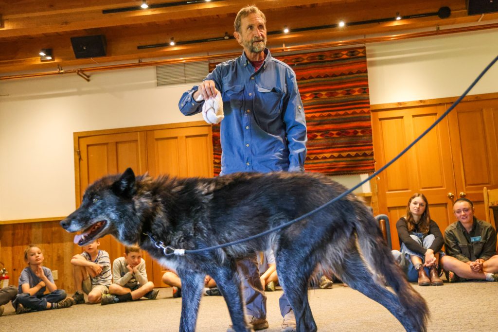 Nashira the gray-wolf mix, Mission: Wolf offers kids a learning ...