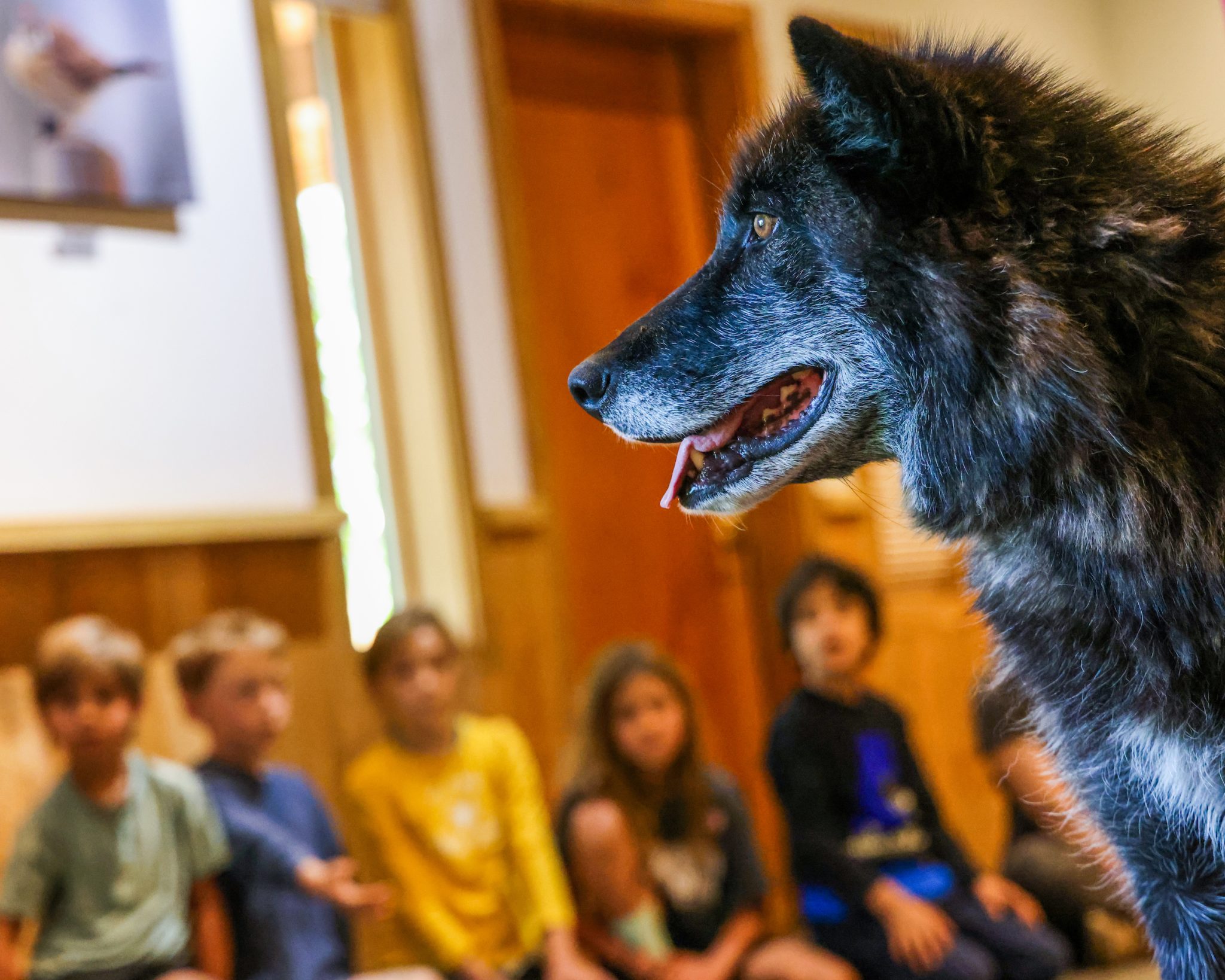Nashira the gray-wolf mix, Mission: Wolf offers kids a learning ...