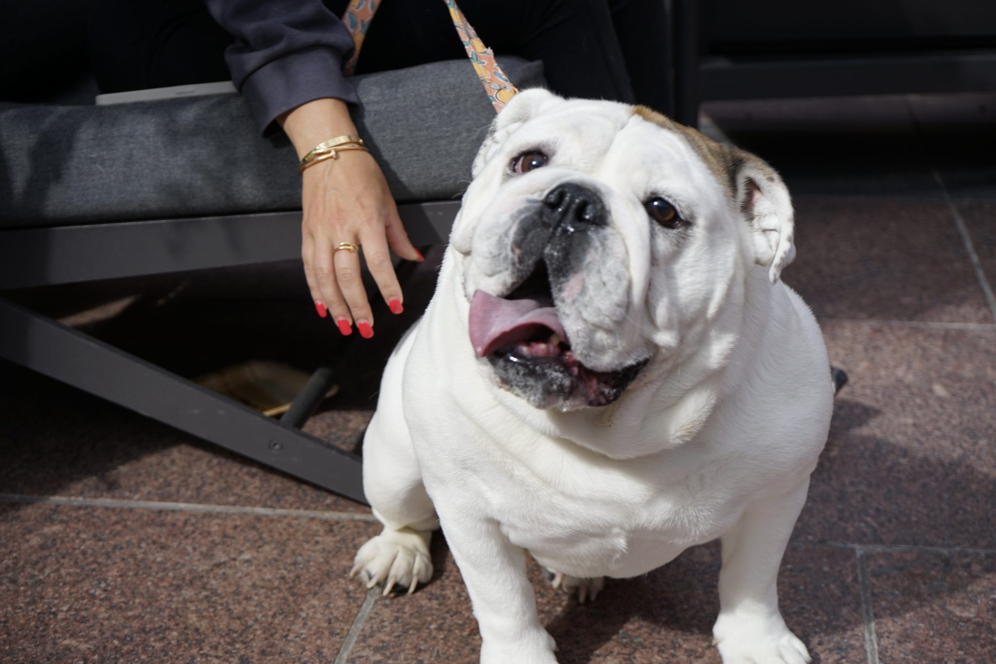 PHOTOS: Kitty the St. Regis resort dog celebrates his sixth birthday ...