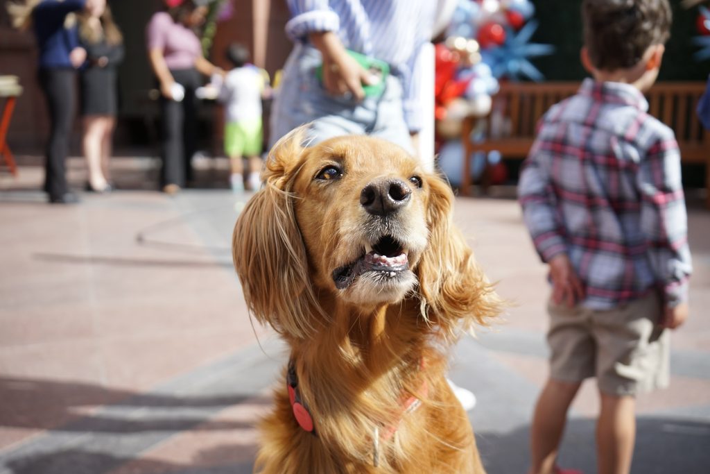 PHOTOS: Kitty the St. Regis resort dog celebrates his sixth birthday ...