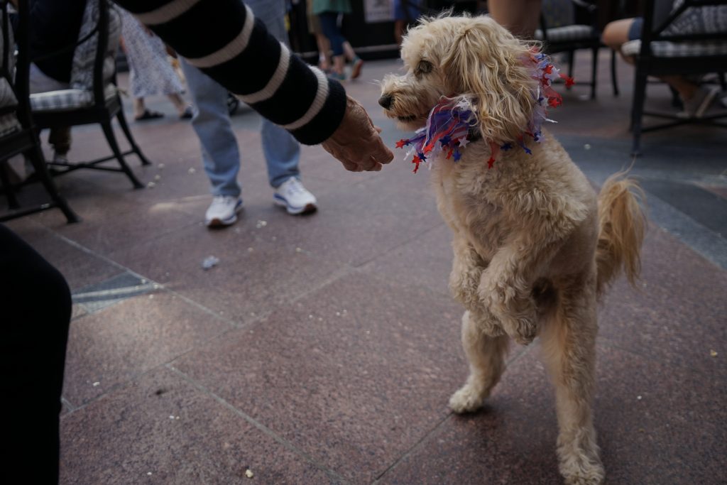 PHOTOS: Kitty the St. Regis resort dog celebrates his sixth birthday ...