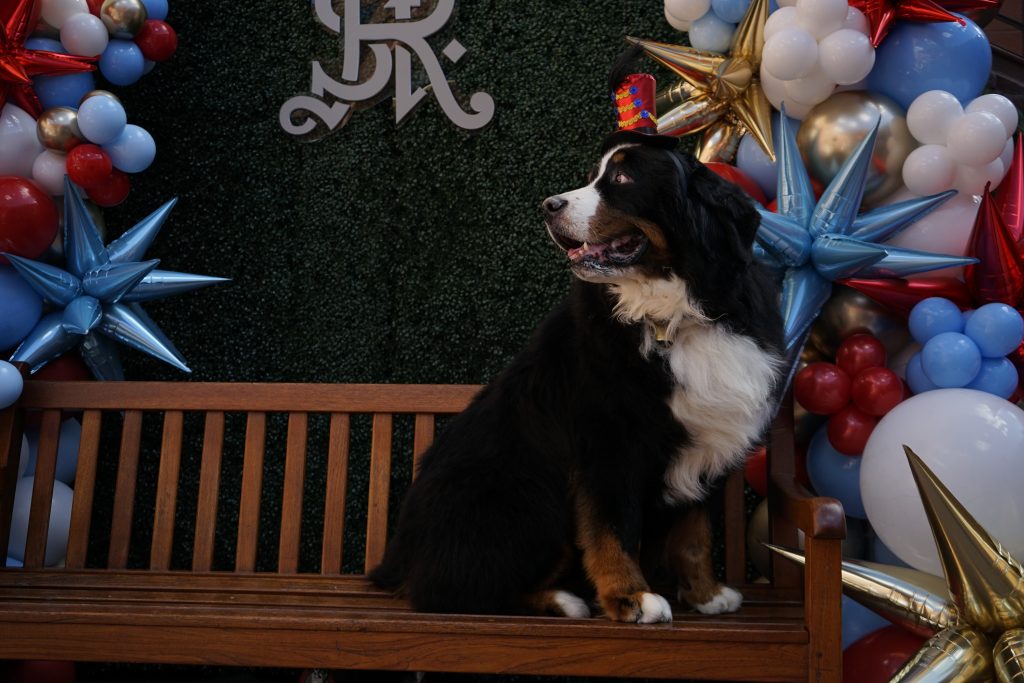 PHOTOS: Kitty the St. Regis resort dog celebrates his sixth birthday ...