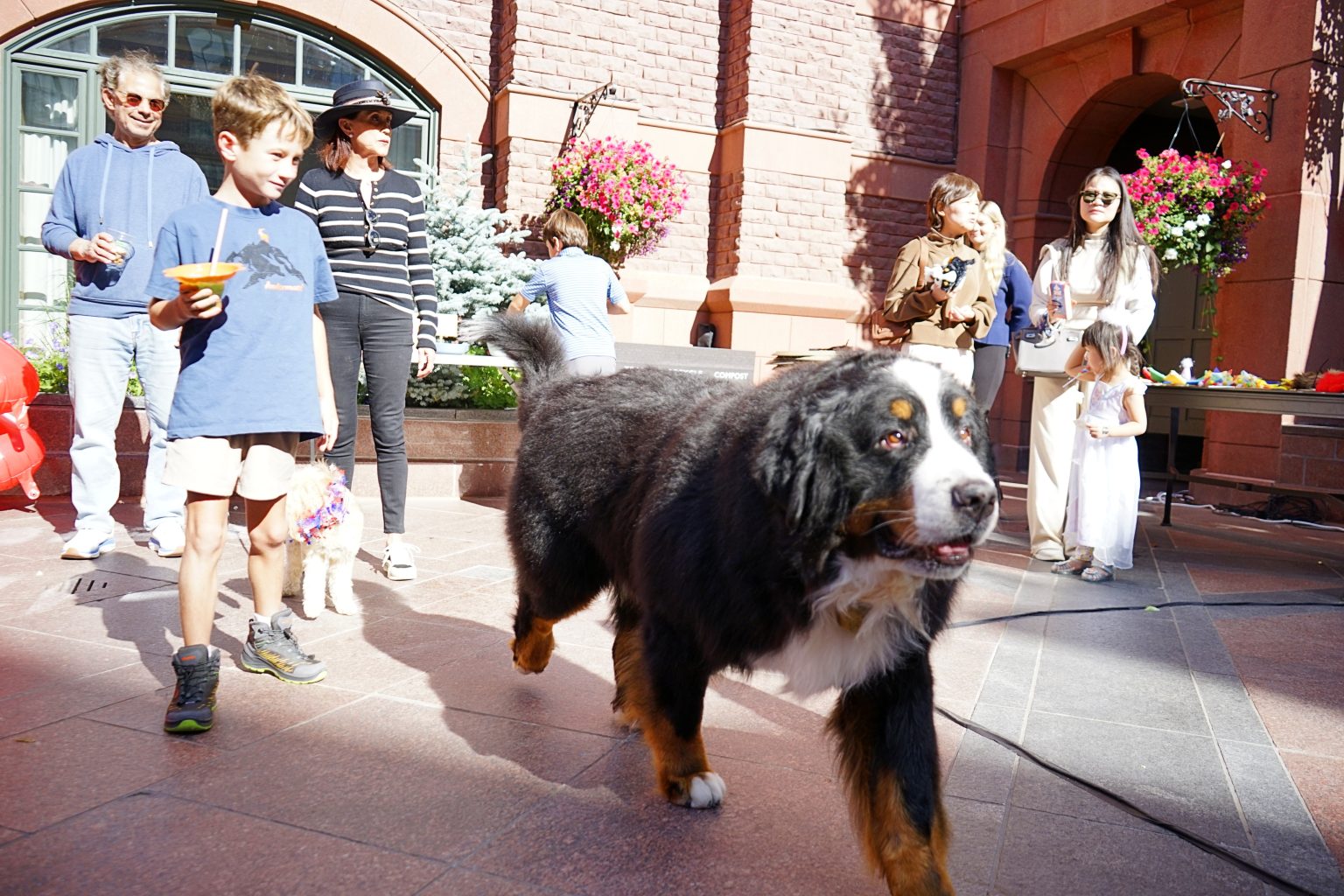 PHOTOS: Kitty the St. Regis resort dog celebrates his sixth birthday ...