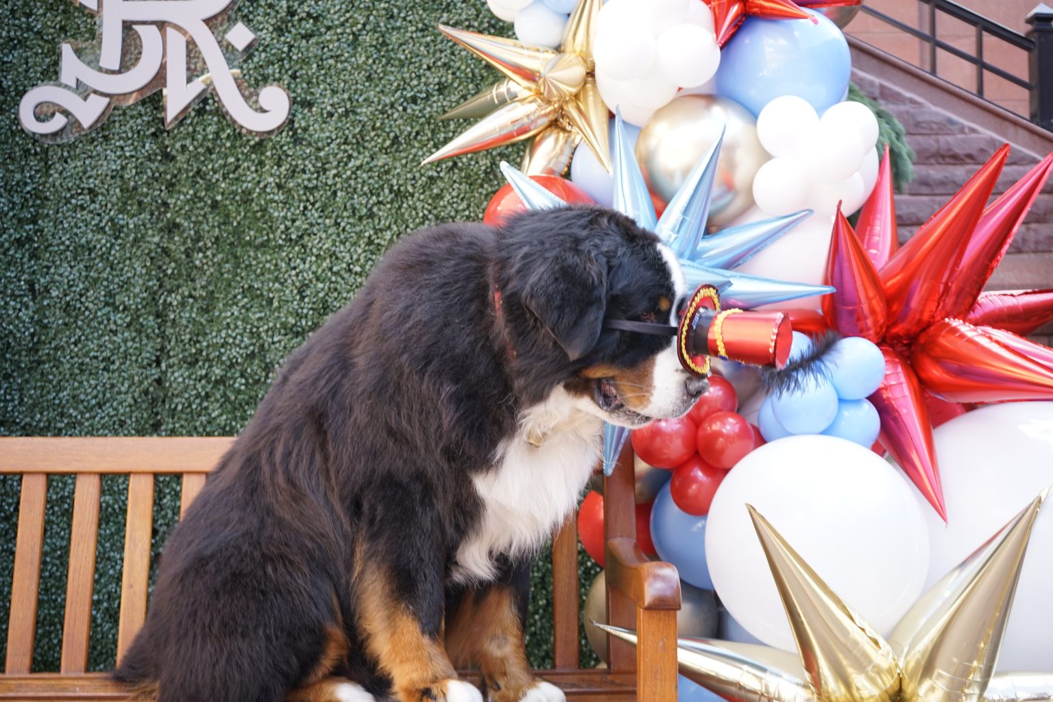 PHOTOS: Kitty the St. Regis resort dog celebrates his sixth birthday ...
