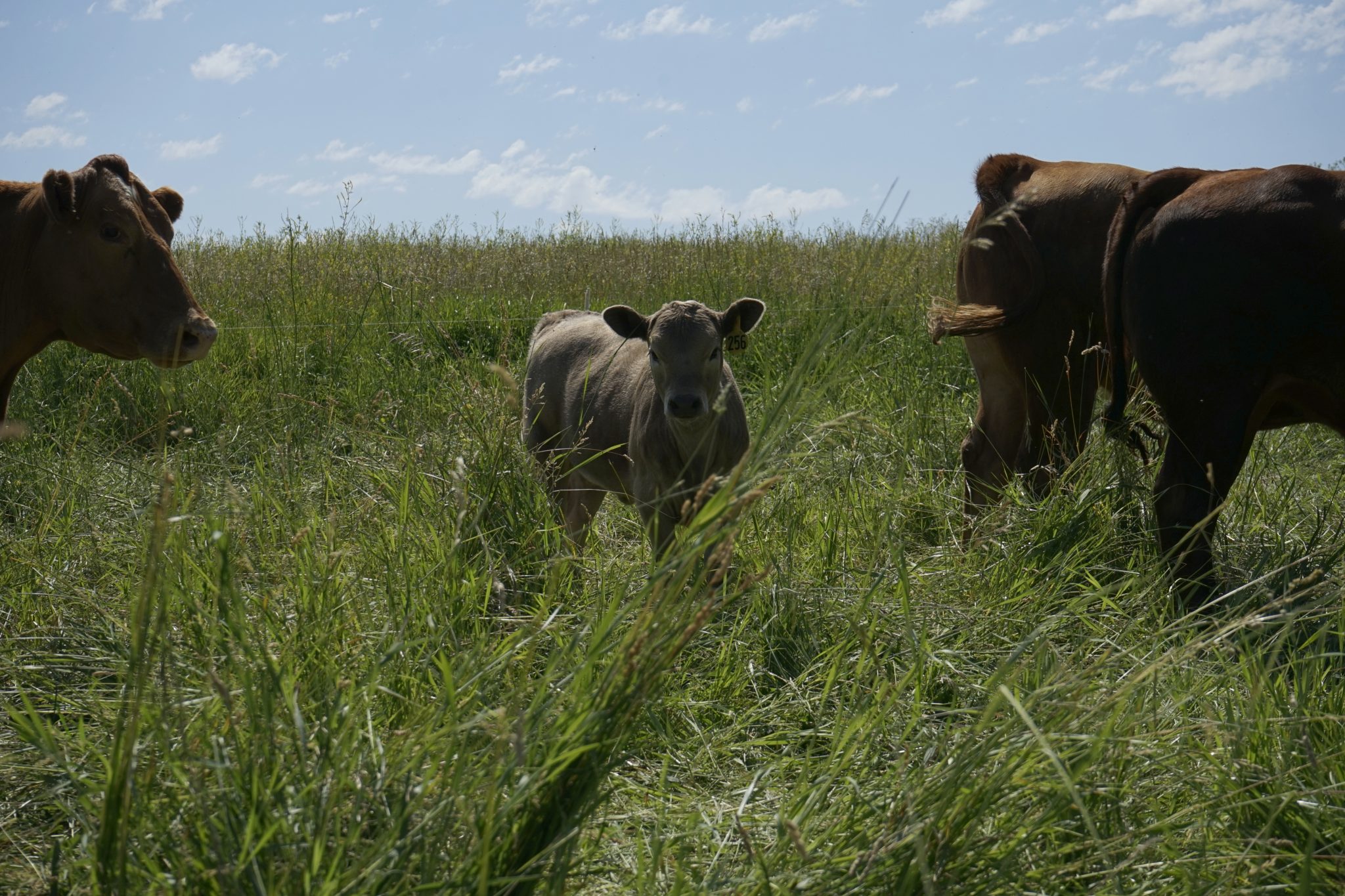 Grazing cattle, stomping seeds, and dung fertilizer: Carbondale rancher ...