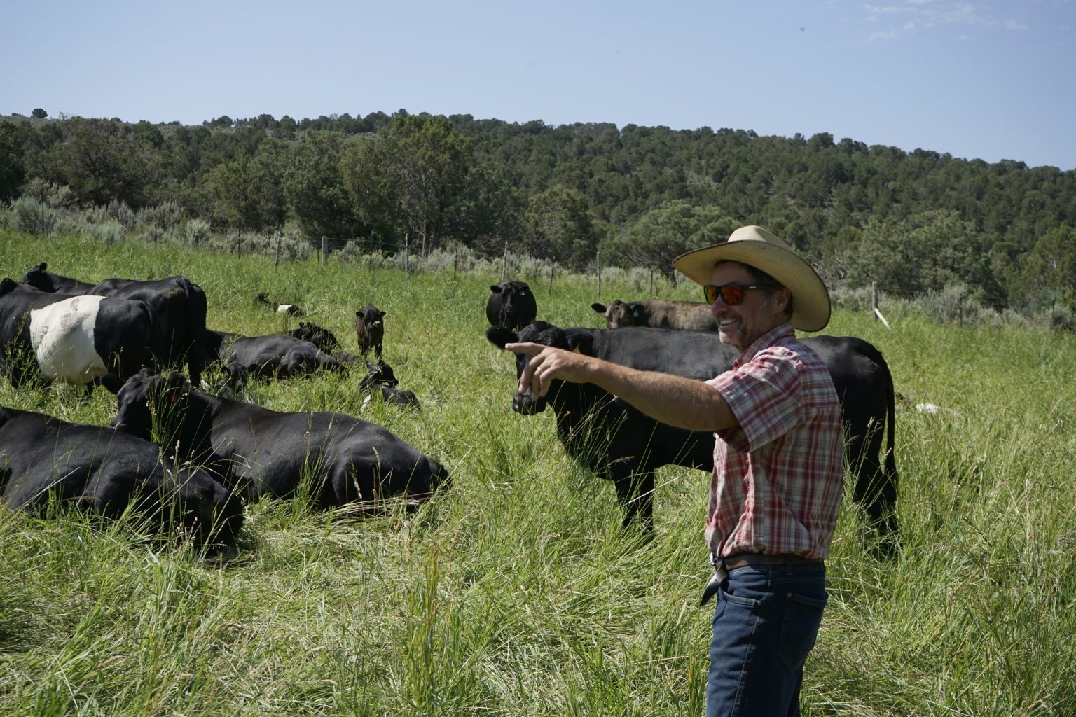 Grazing cattle, stomping seeds, and dung fertilizer: Carbondale rancher ...