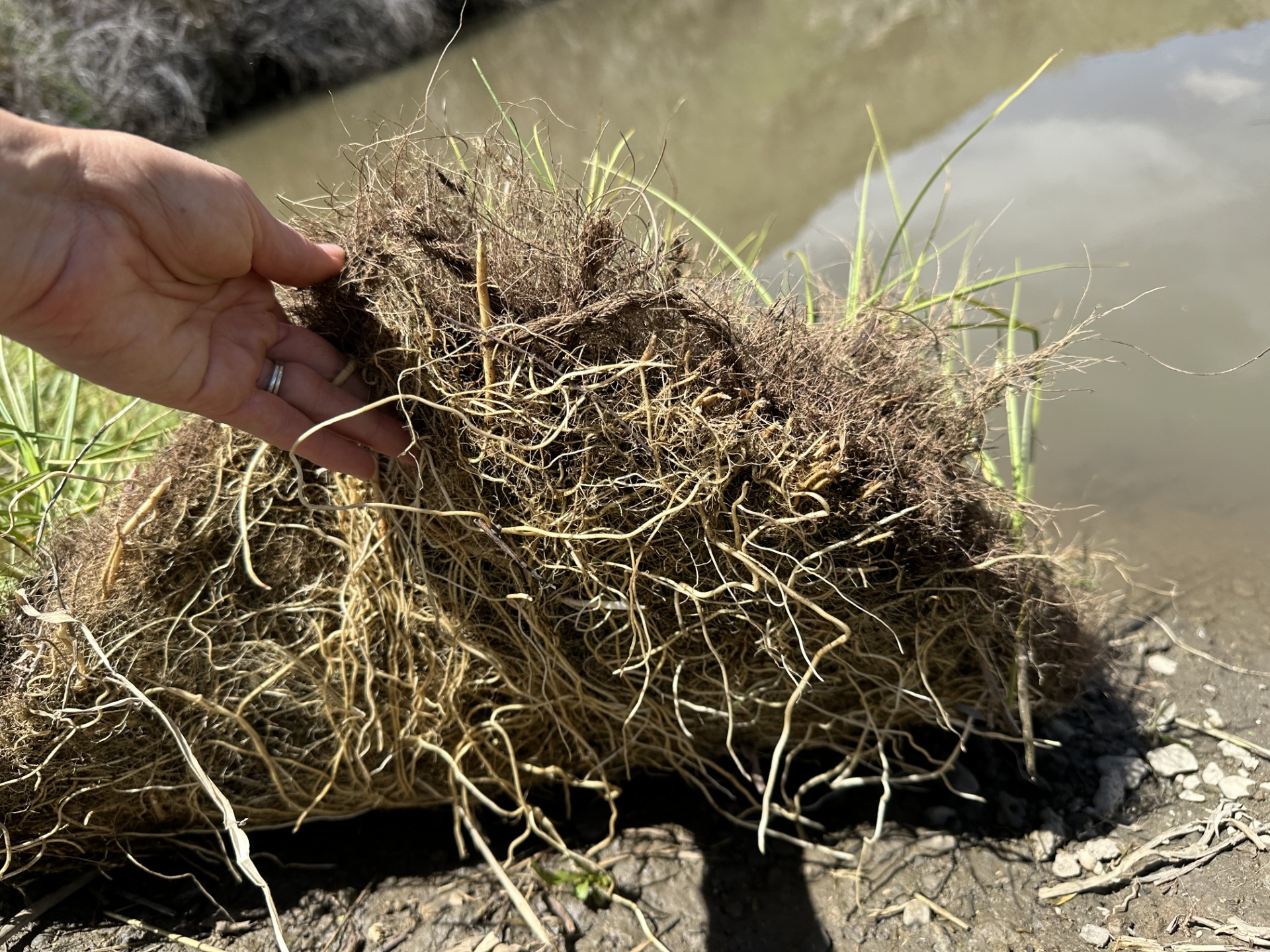 Open Space and Trails finds new way to combat invasive weeds in Brush ...