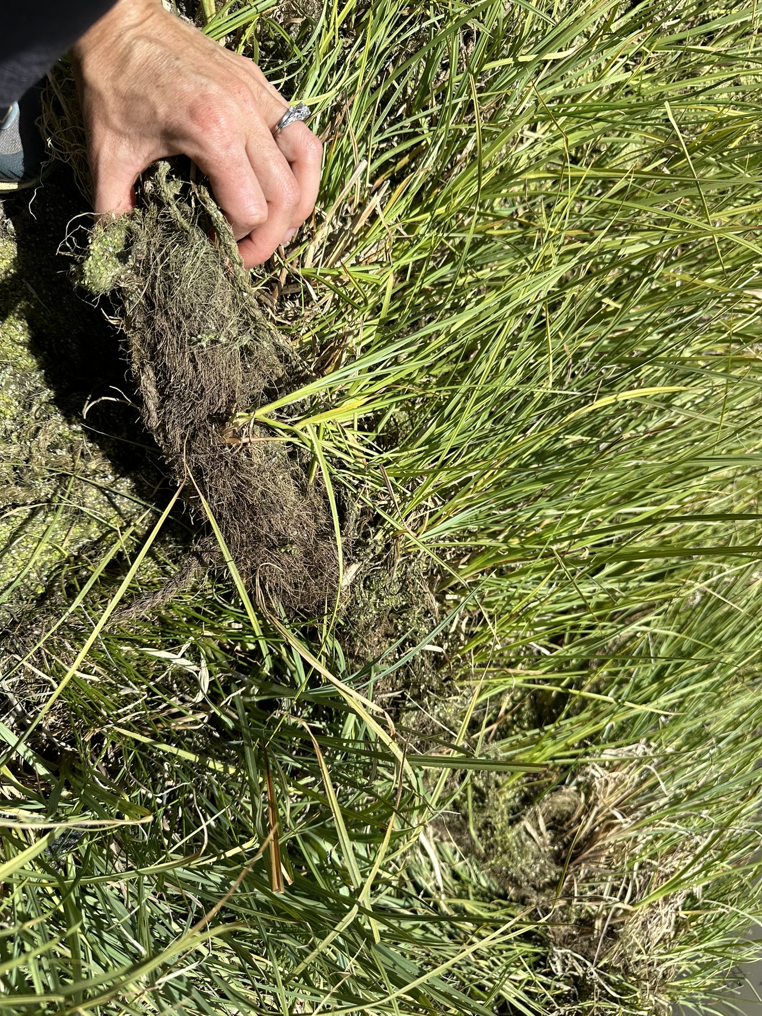 Open Space and Trails finds new way to combat invasive weeds in Brush ...
