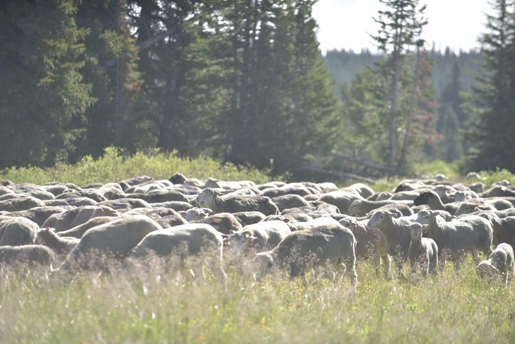 Officials confirm first Grand County sheep taken by wolf | AspenTimes.com