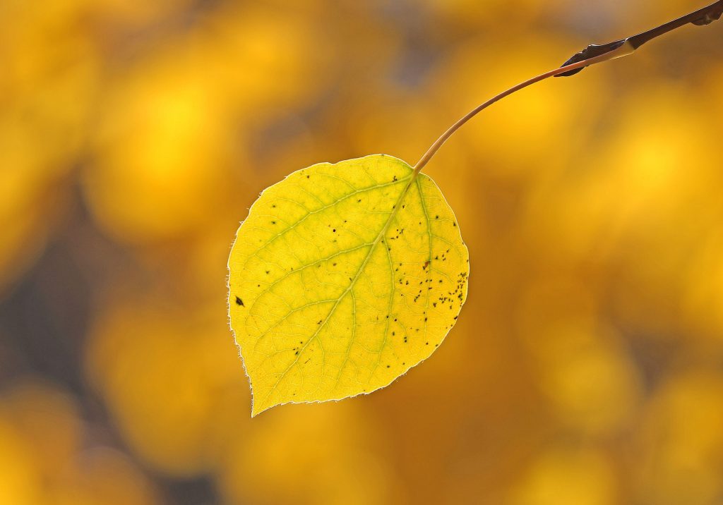 See when and where Colorado’s fall color will peak this year ...