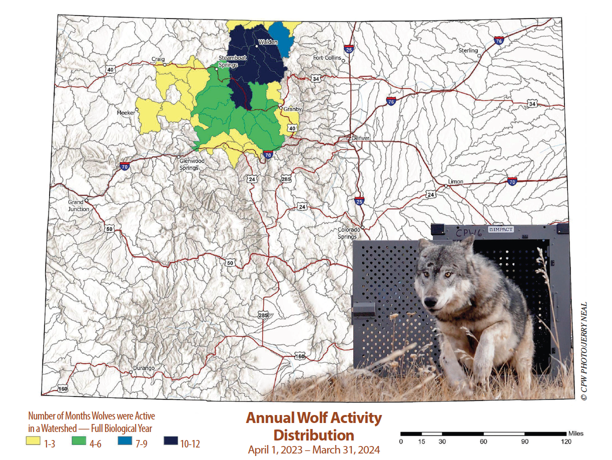 What Colorado Parks and Wildlife’s first wolf report does — and doesn’t ...