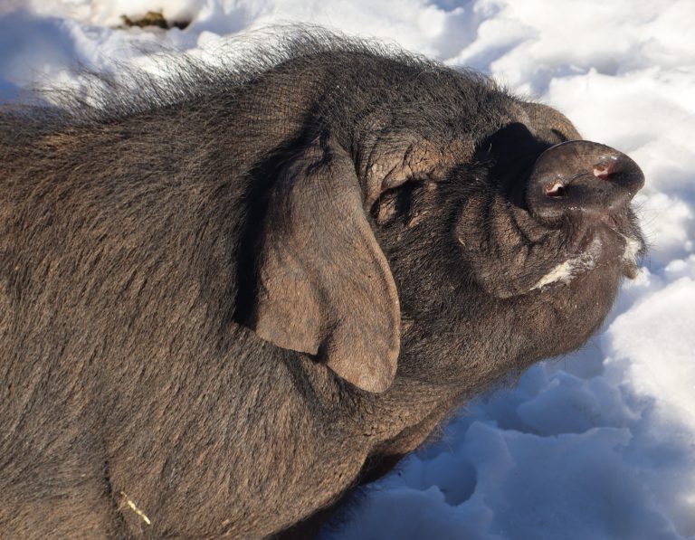 Rare Meishan pigs call the Roaring Fork Valley home | AspenTimes.com