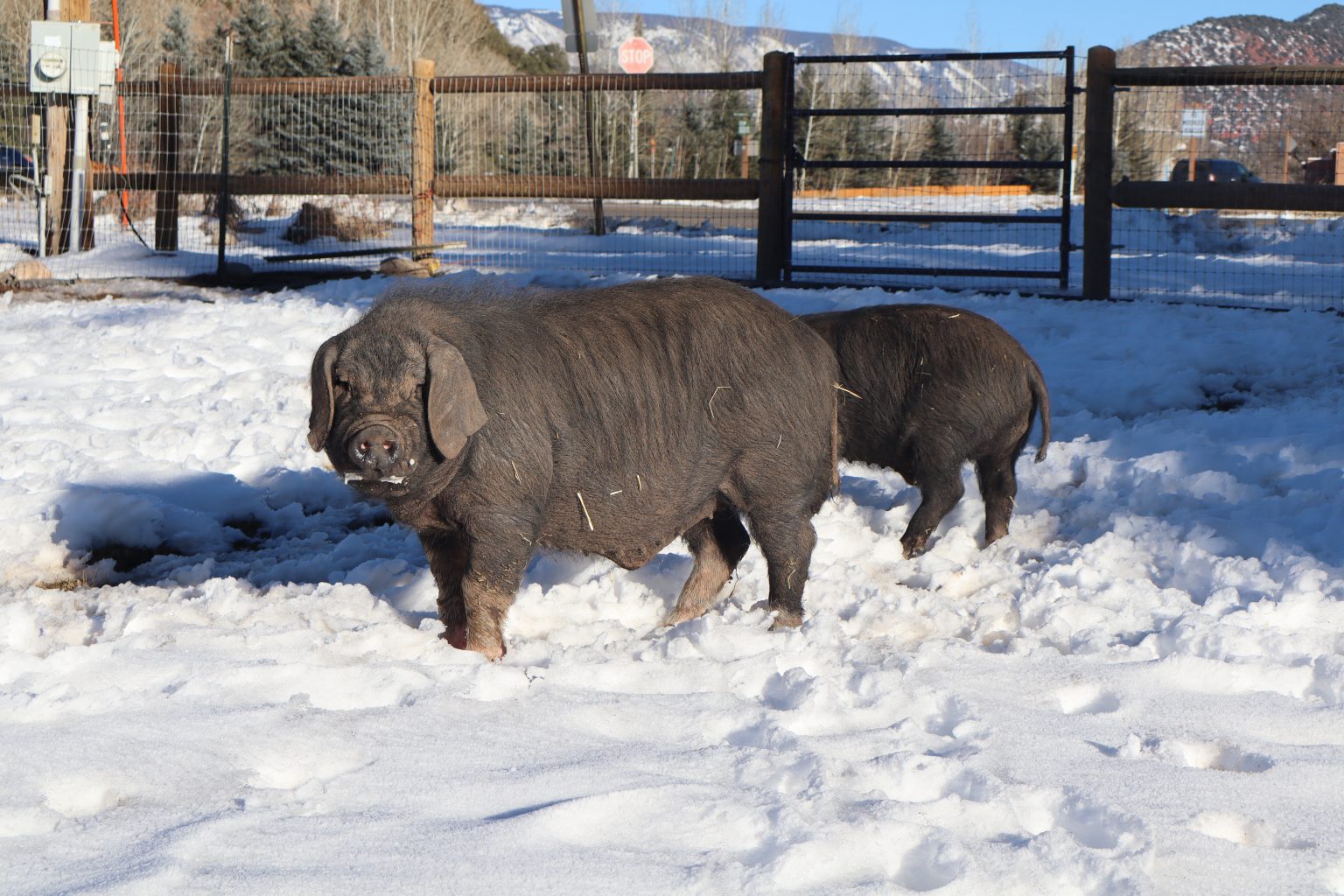 Rare Meishan pigs call the Roaring Fork Valley home | AspenTimes.com