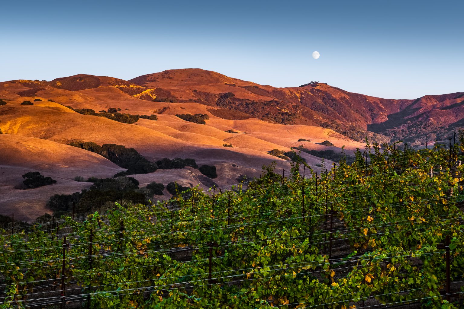 WineInk: Is vintage important? | AspenTimes.com