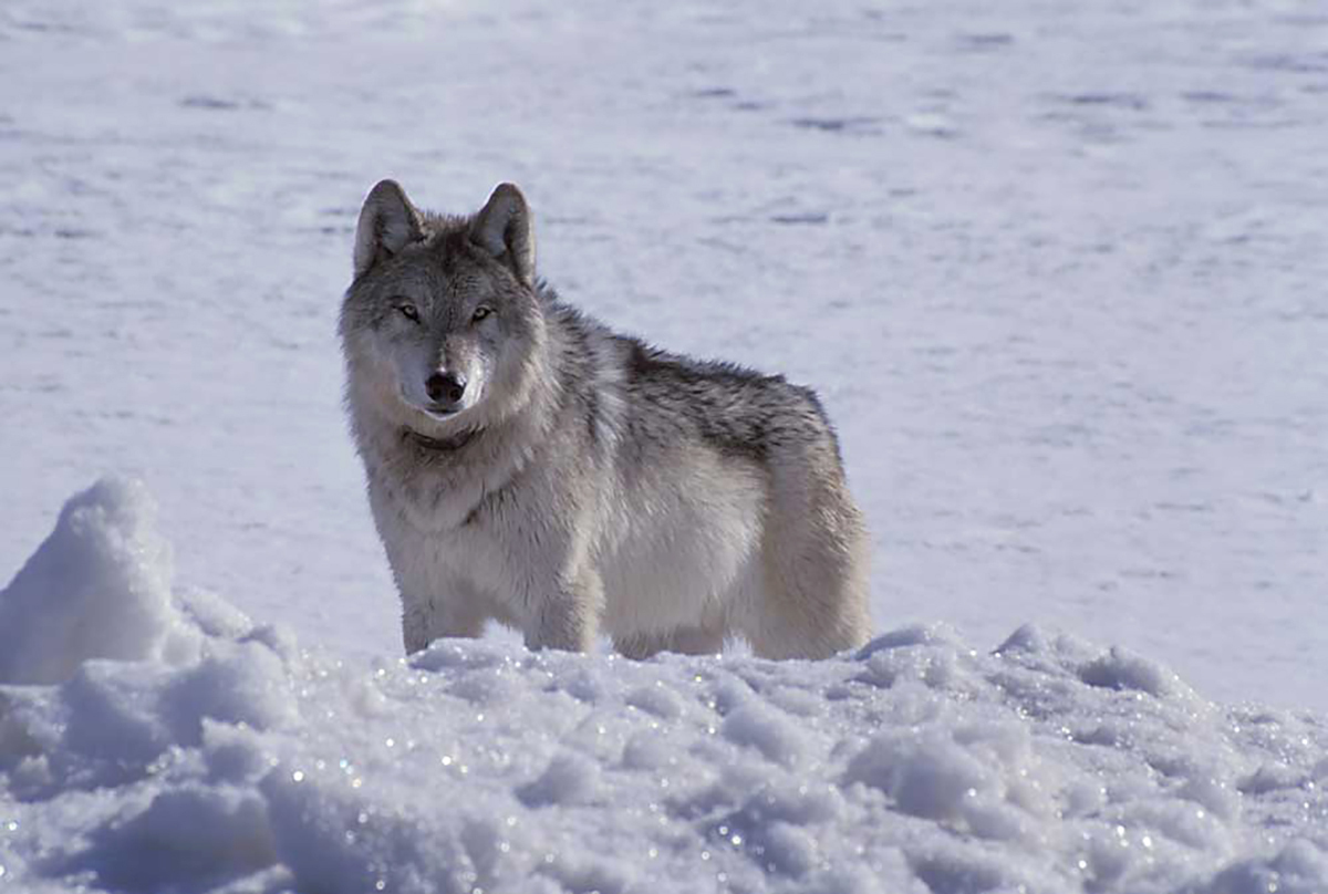 Pitkin County sees first wolf depredation since reintroduction ...