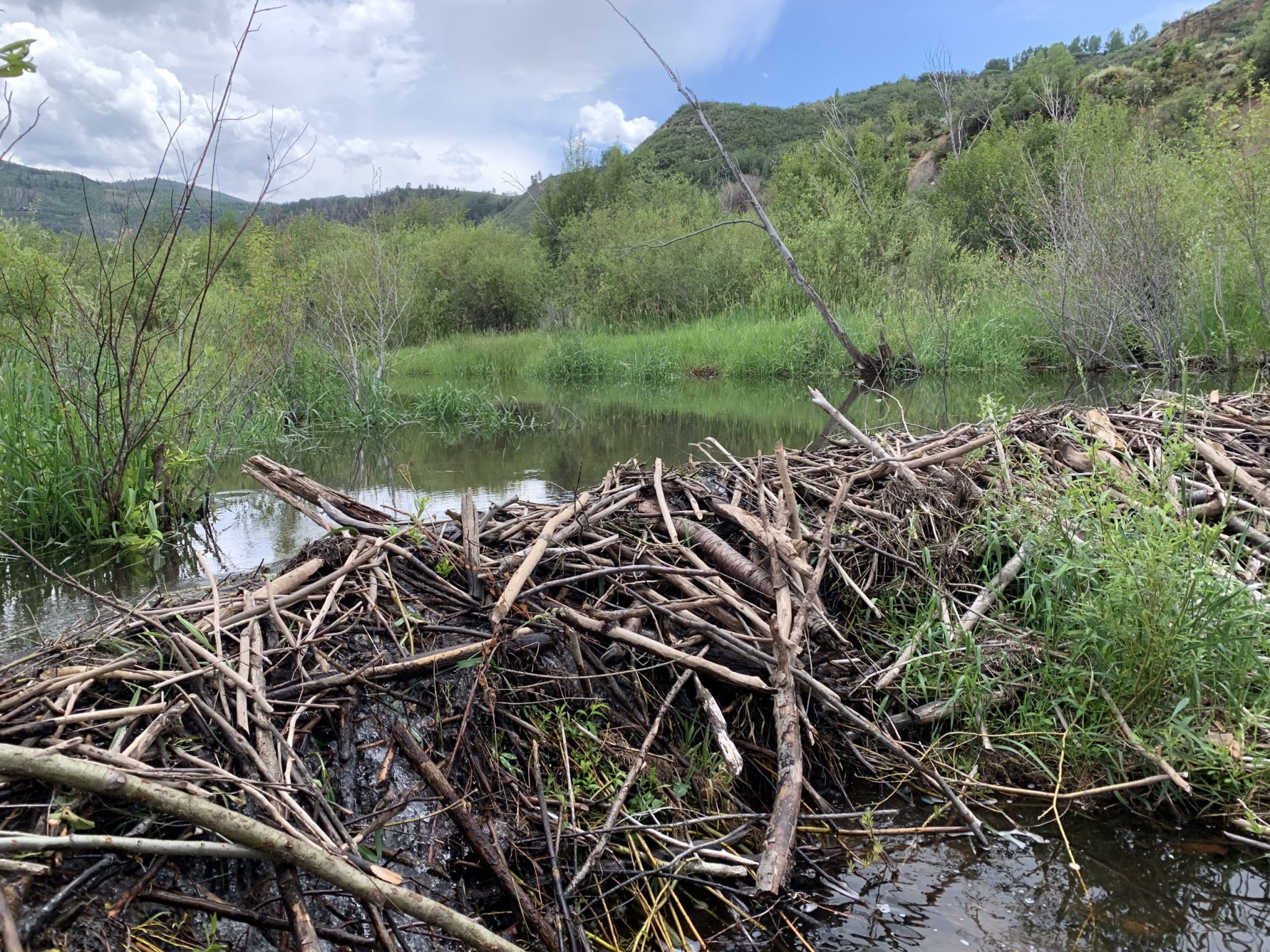 Aspen Journalism: U.S. Forest Service presents results of beaver ...