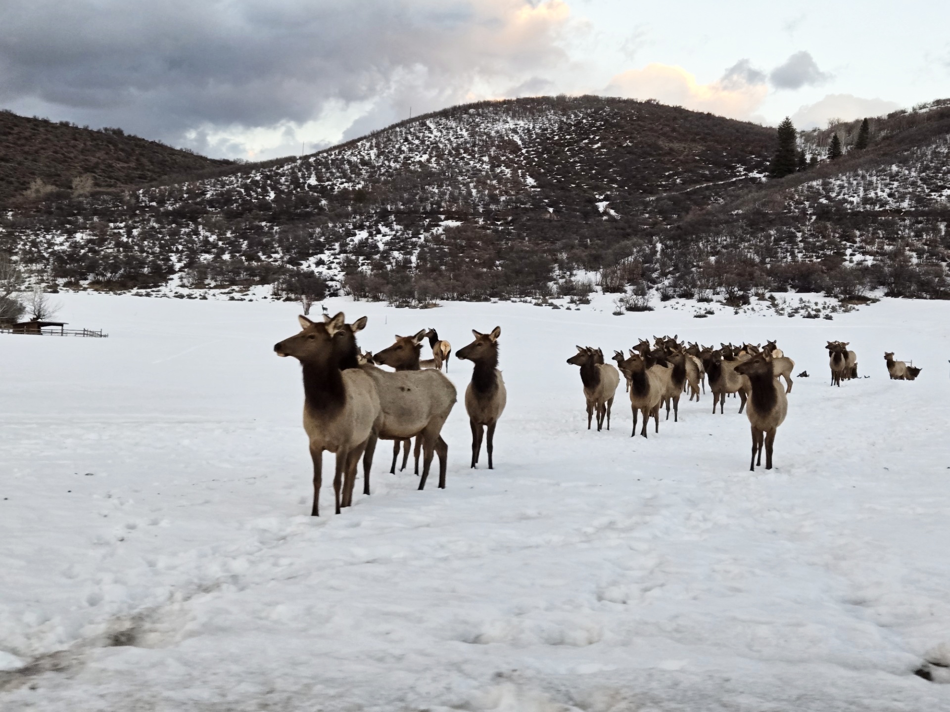 Snowmass to enact winter closures in December to aid ungulates ...
