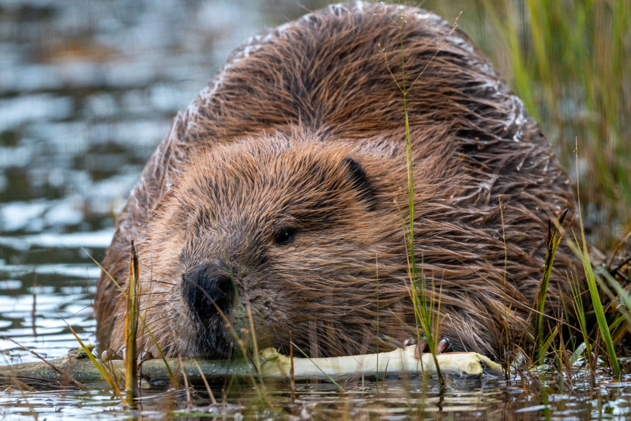 Does Colorado Parks and Wildlife need to update its furbearer ...